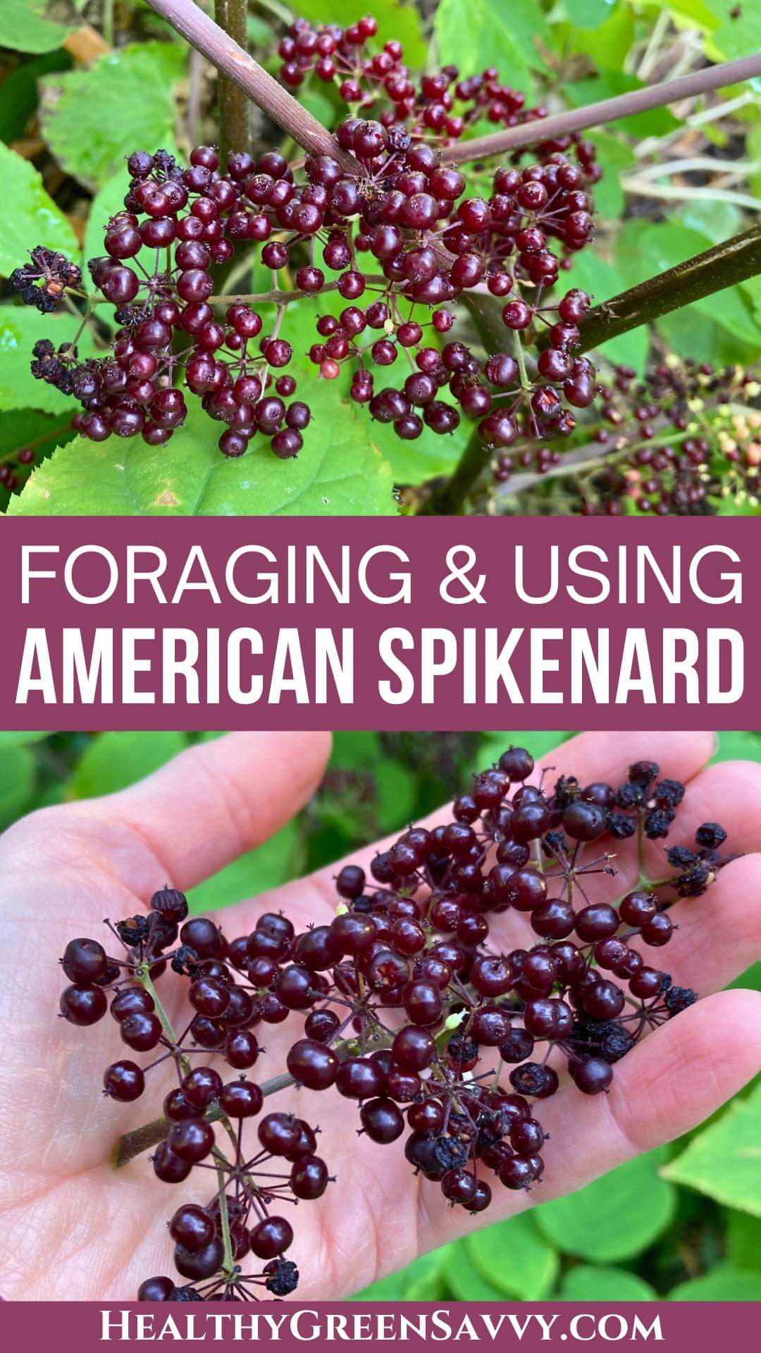 American Spikenard Plant (Foraging Aralia Racemosa)