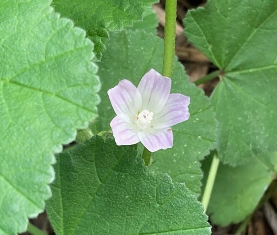 Malva Neglecta, Common Mallow Weed: Foraging + 8 Ways to Use