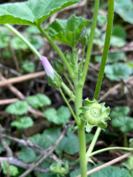 Malva Neglecta, Common Mallow Weed: Foraging + 8 Ways to Use