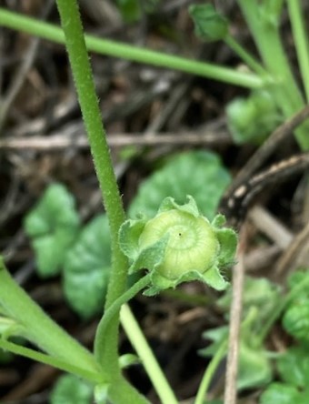Malva Neglecta, Common Mallow Weed: Foraging + 8 Ways to Use