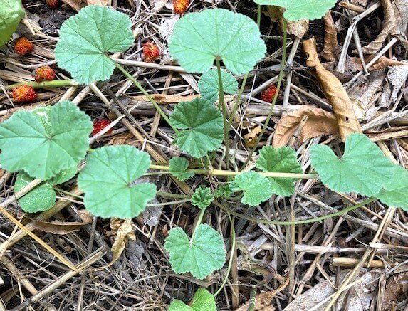 Malva Neglecta, Common Mallow Weed: Foraging + 8 Ways to Use