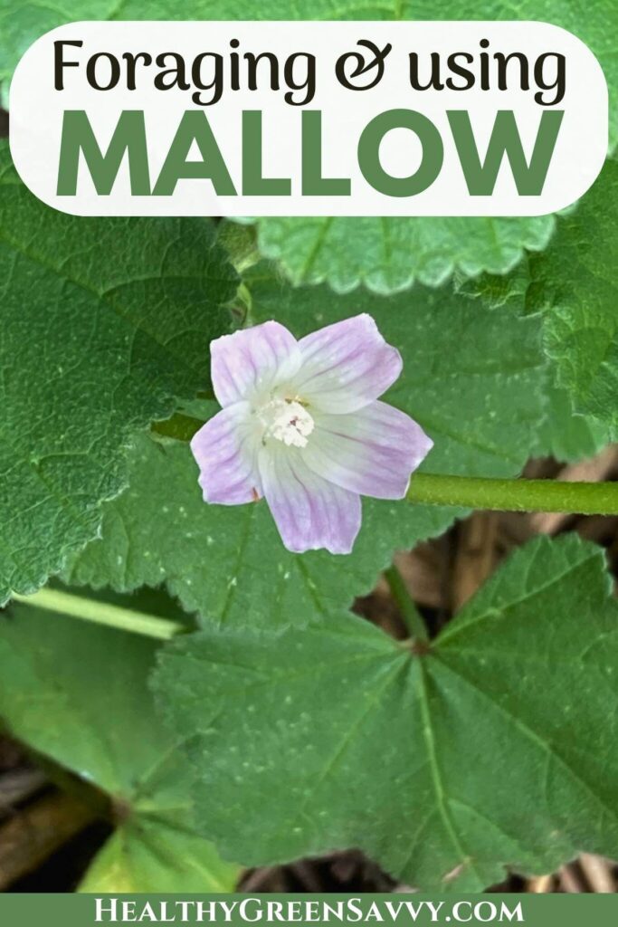 Malva Neglecta, Common Mallow Weed: Foraging + 8 Ways to Use
