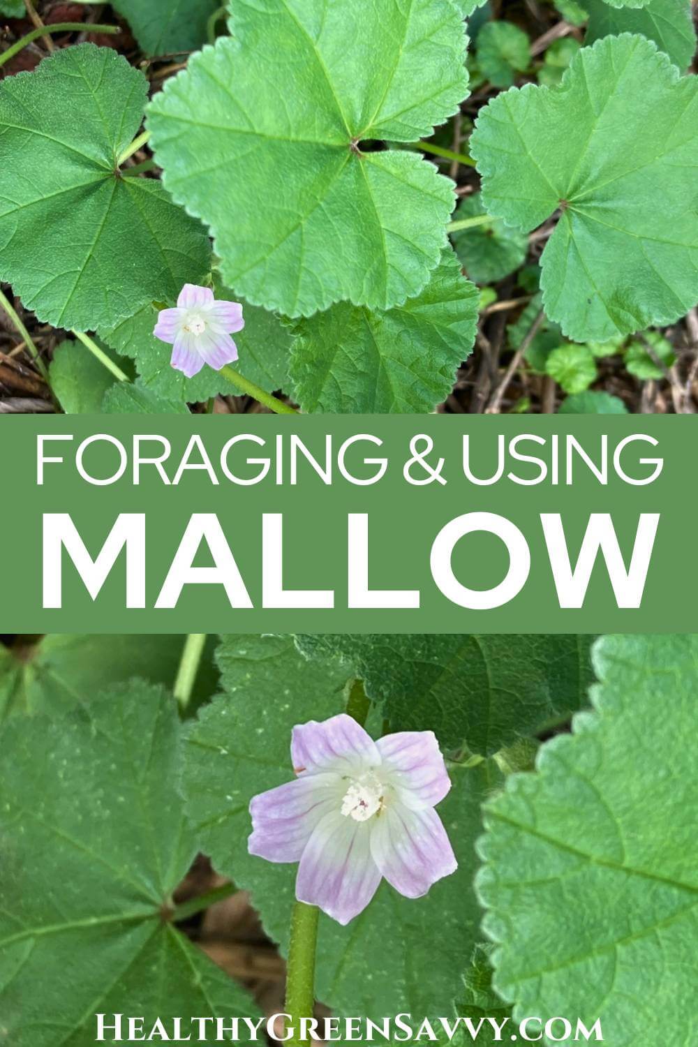 Malva Neglecta, Common Mallow Weed: Foraging + 8 Ways to Use