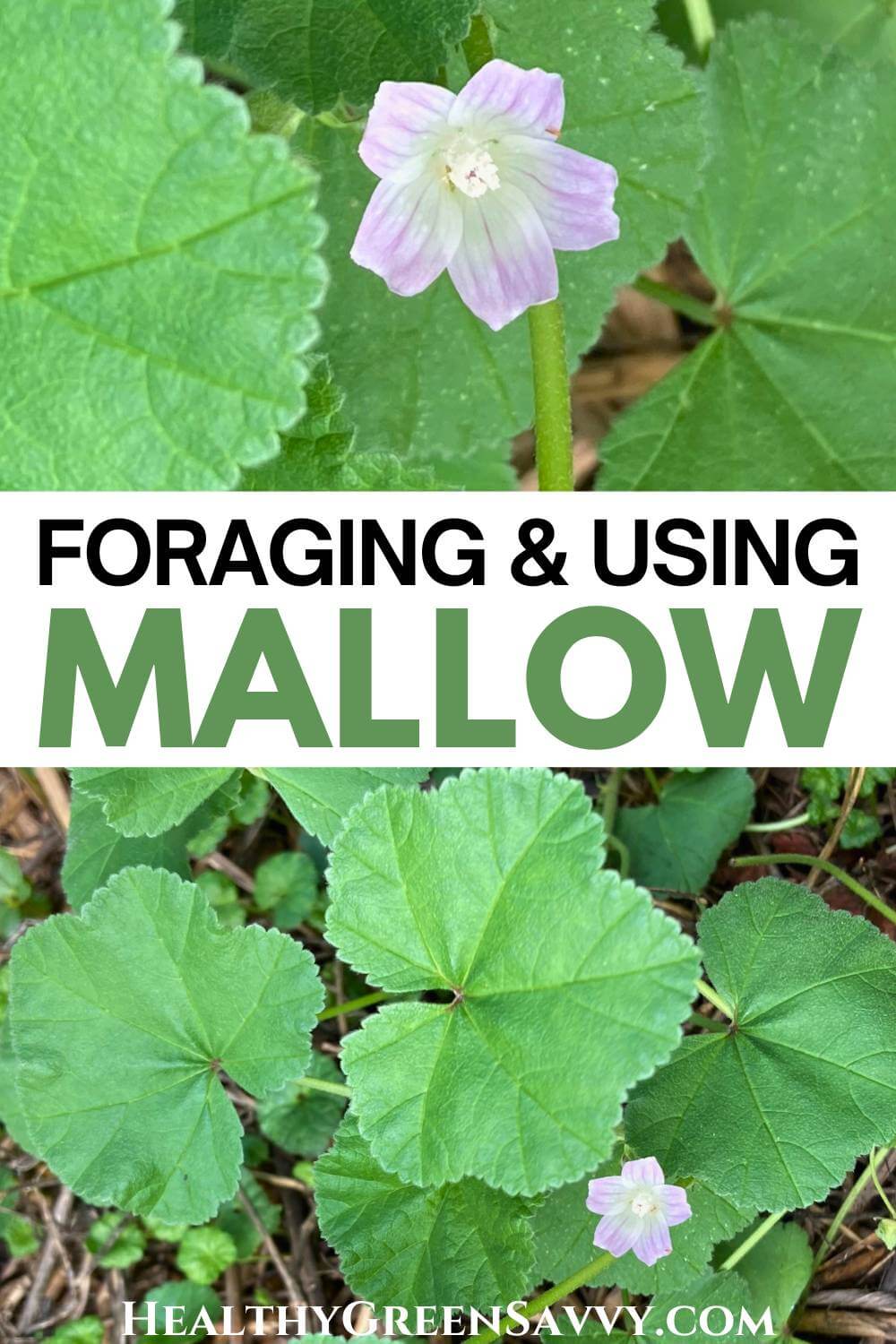 Malva Neglecta, Common Mallow Weed: Foraging + 8 Ways to Use