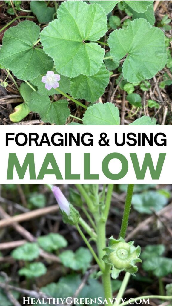 Malva Neglecta, Common Mallow Weed: Foraging + 8 Ways to Use