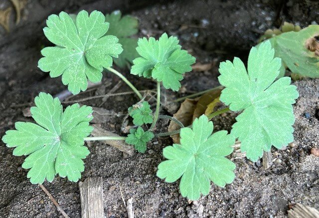 Malva Neglecta, Common Mallow Weed: Foraging + 8 Ways to Use