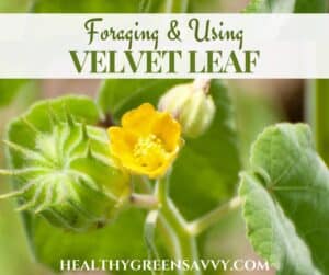 Velvet Leaf Plant (Abutilon theophrasti Velvetleaf Uses)