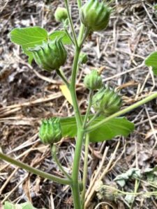 Velvet Leaf Plant (Abutilon theophrasti Velvetleaf Uses)