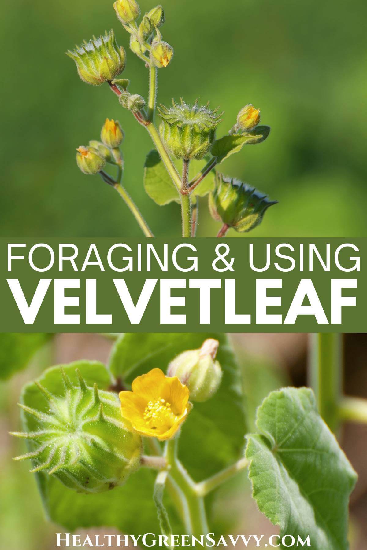 Velvet Leaf Plant (Abutilon theophrasti Velvetleaf Uses)