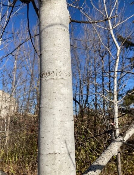 Birch vs Aspen Tree Identification (3 Easy Ways to Identify)
