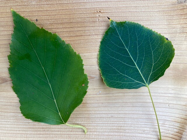Birch vs Aspen Tree Identification (3 Easy Ways to Identify)