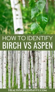 Birch vs Aspen Tree Identification (3 Easy Ways to Identify)