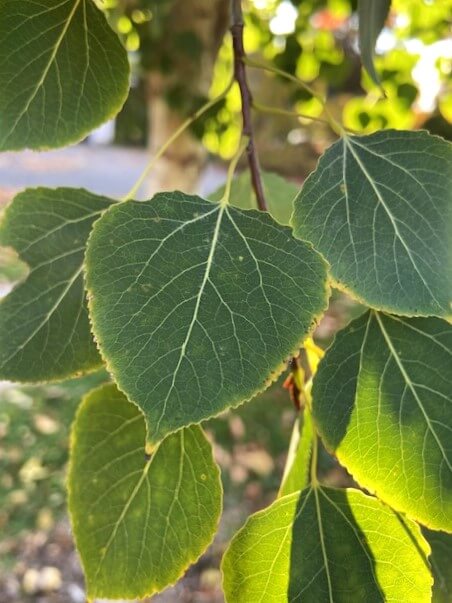 Birch vs Aspen Tree Identification (3 Easy Ways to Identify)