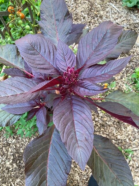 25 Edible Wild Greens to Forage this Season