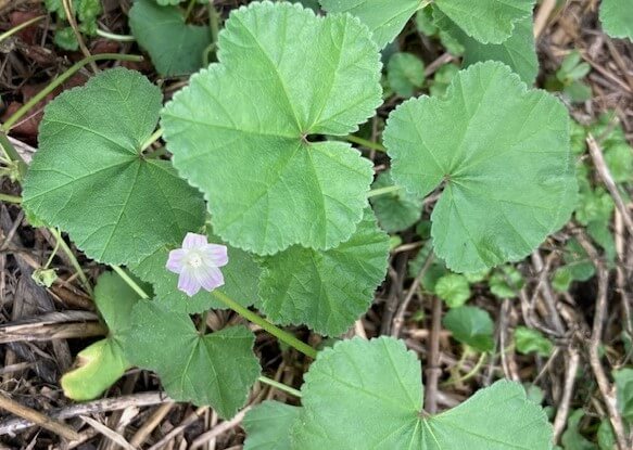 25 Edible Wild Greens to Forage this Season