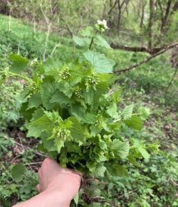 25 Edible Wild Greens to Forage this Season