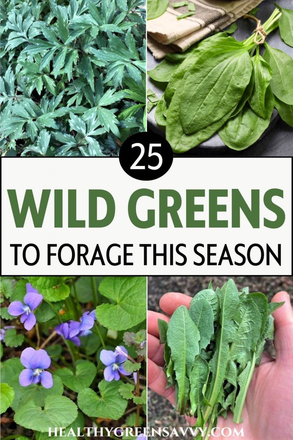 25 Edible Wild Greens to Forage this Season