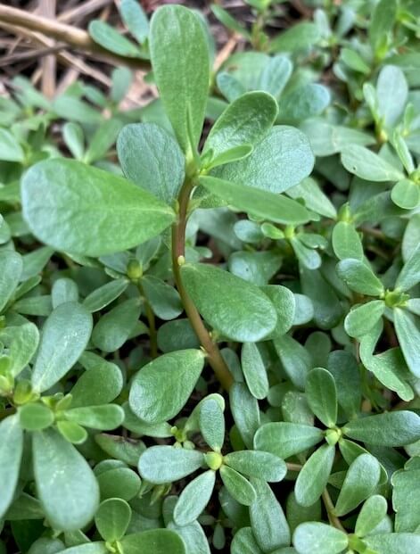 25 Edible Wild Greens to Forage this Season