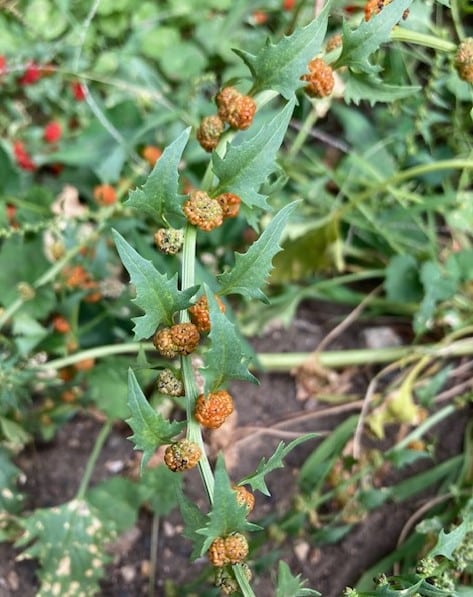 25 Edible Wild Greens to Forage this Season