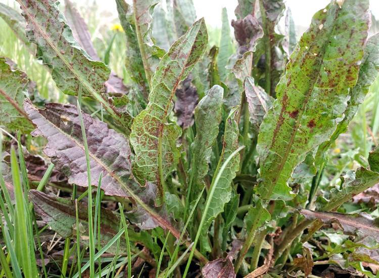 Yellow Dock Herb: Identification, Benefits & Best Uses