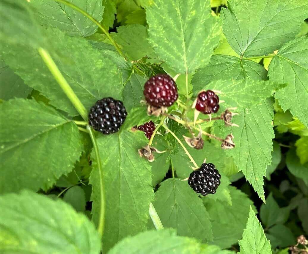 40+ Edible Wild Fruits to Forage this Season