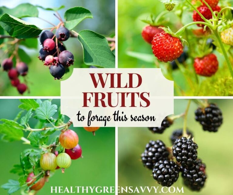40+ Edible Wild Fruits to Forage this Season