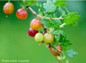 40+ Edible Wild Fruits to Forage this Season