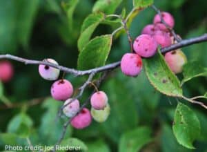 40+ Edible Wild Fruits to Forage this Season
