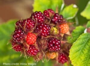 40+ Edible Wild Fruits to Forage this Season