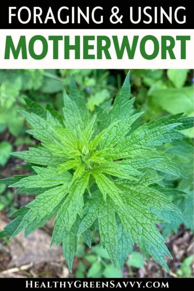 Motherwort Uses & Benefits: Top Herb for Stress & More