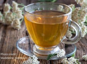 Foraging Wild Tea: 15+ Wild Plants to Use for Tea