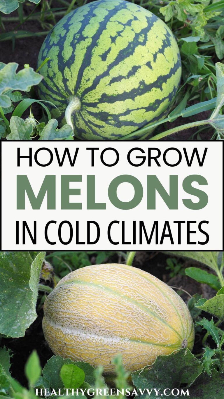 How to Grow Melons in Cold Climates: Strategies for Success