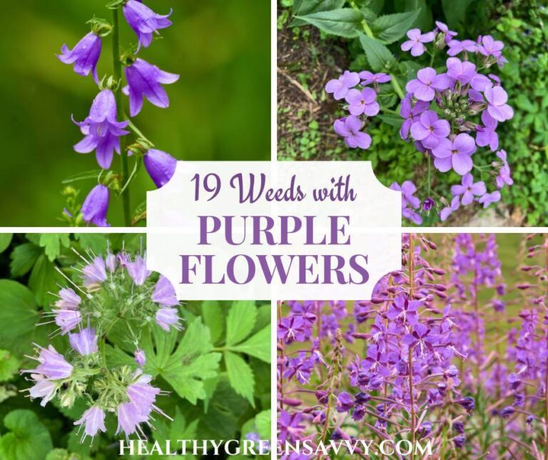 19 Weeds with Purple Flowers (Guide for Foragers)