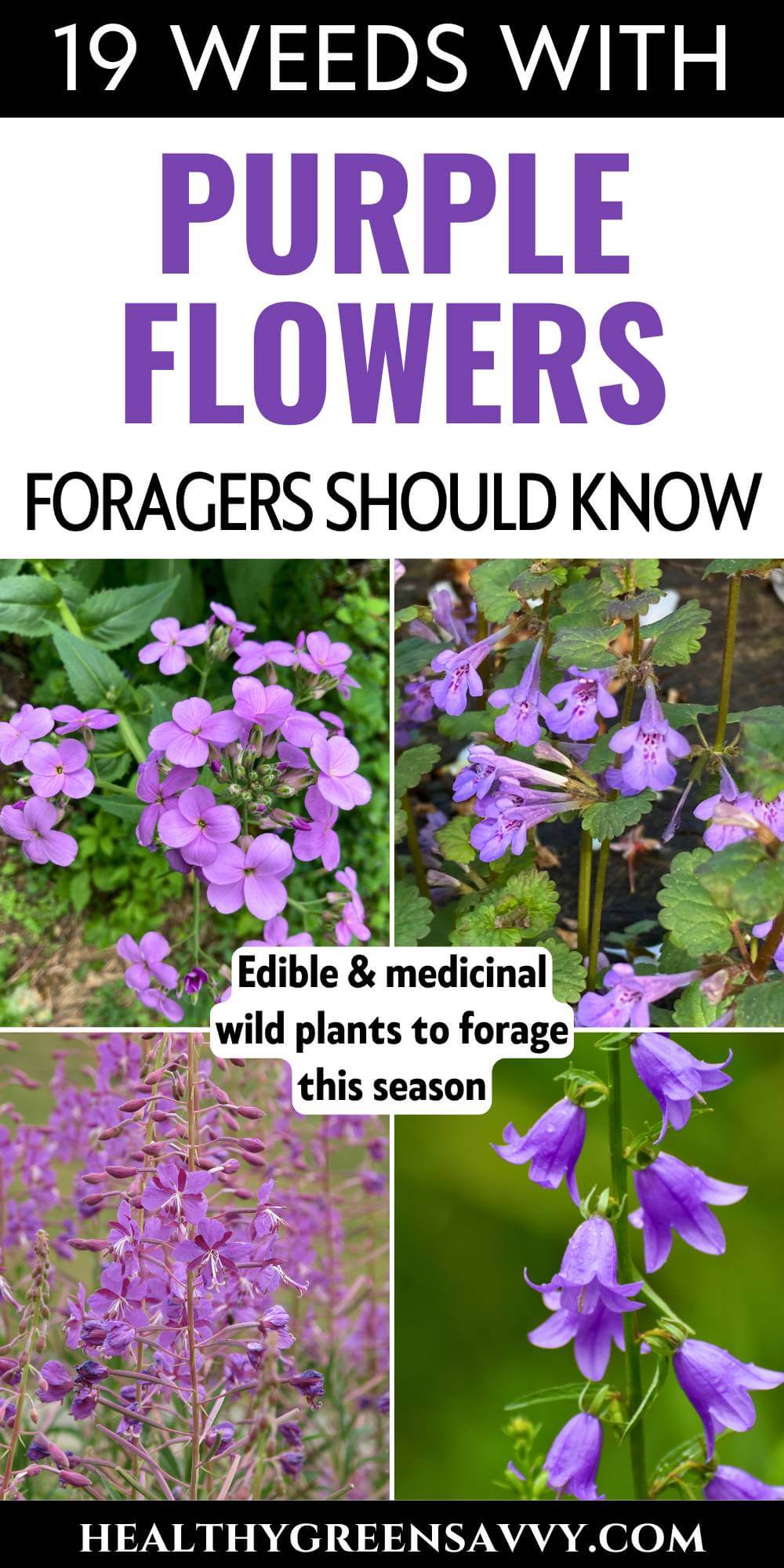 19 Weeds with Purple Flowers (Guide for Foragers)