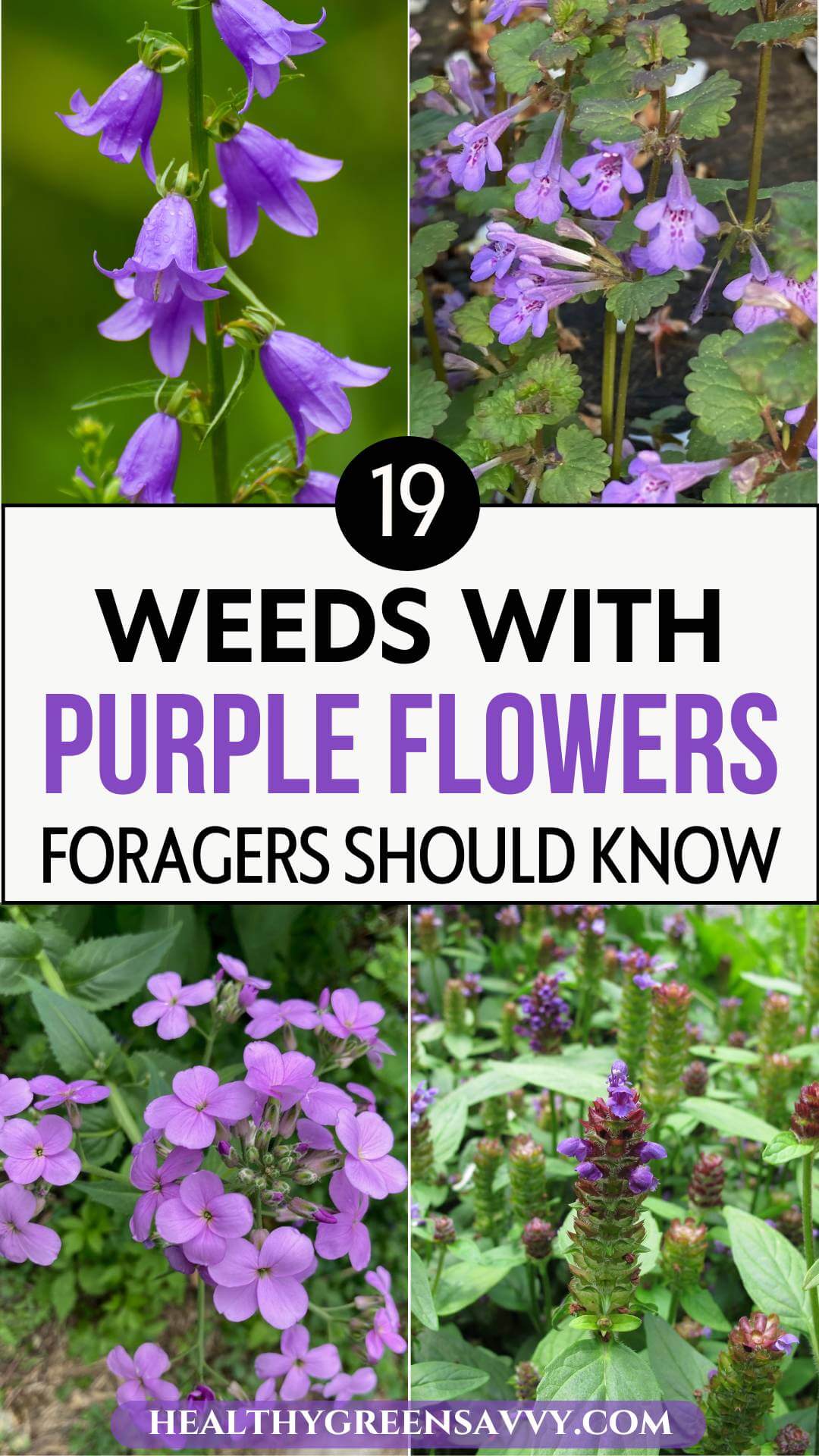 19 Weeds with Purple Flowers (Guide for Foragers)