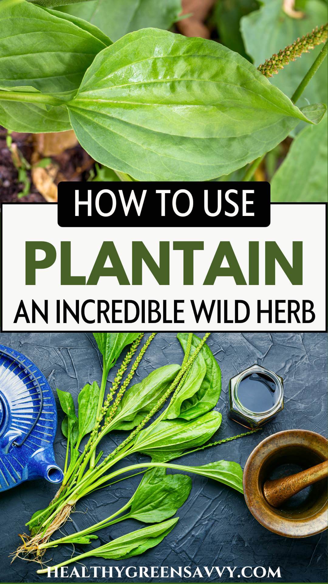 Plantain Herb: The Most Valuable Wild Plant in Your Garden