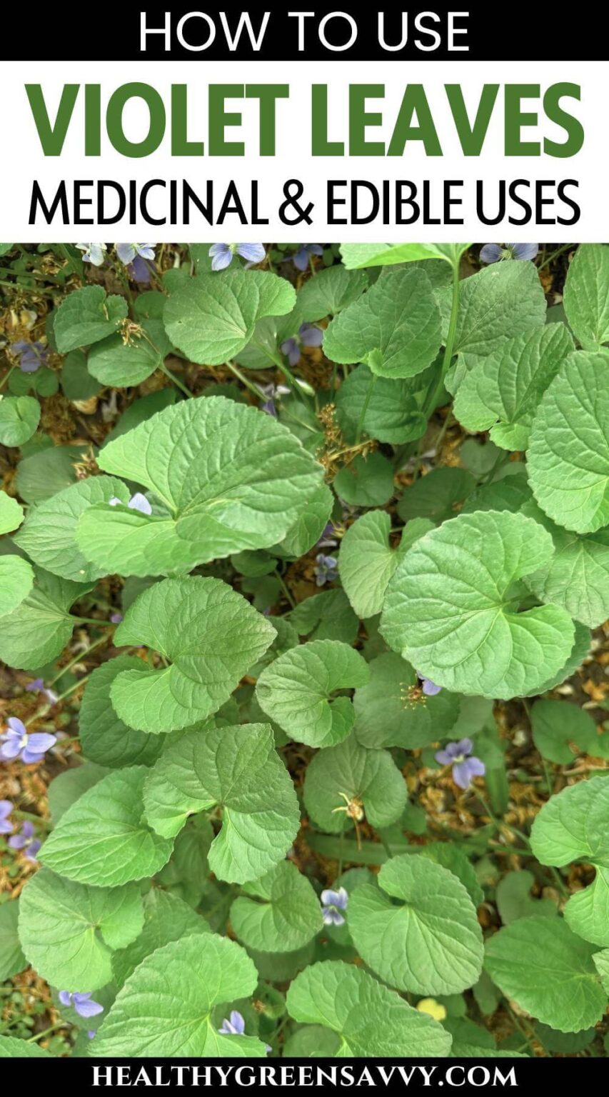 How to Use Wild Violet Leaf - HealthyGreenSavvy
