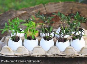 How to Use Eggshells for Plants & Garden Soil