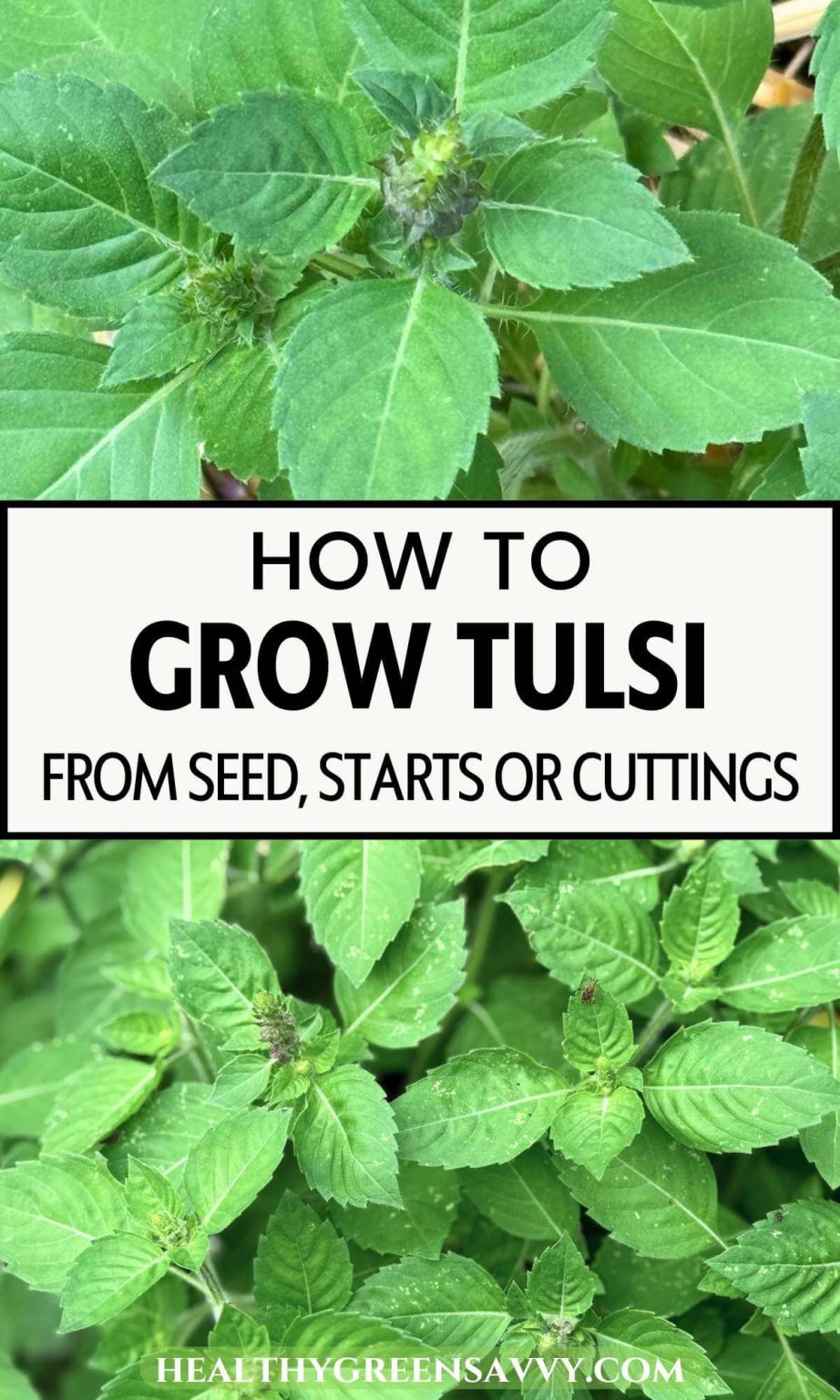 How to Grow Tulsi (Holy Basil) in the Garden